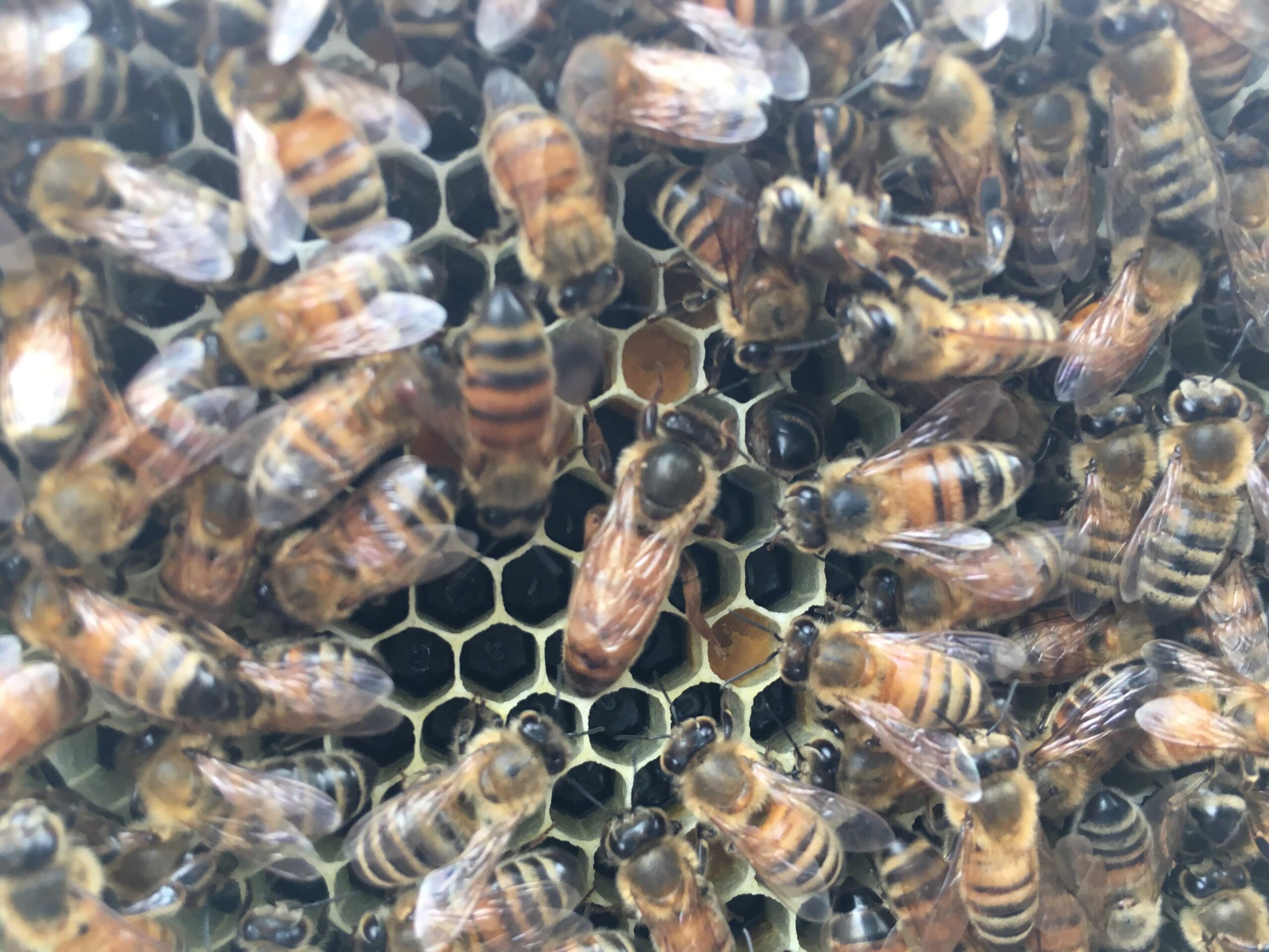 AJ Honey Farms LLC – Not just a Honey Store